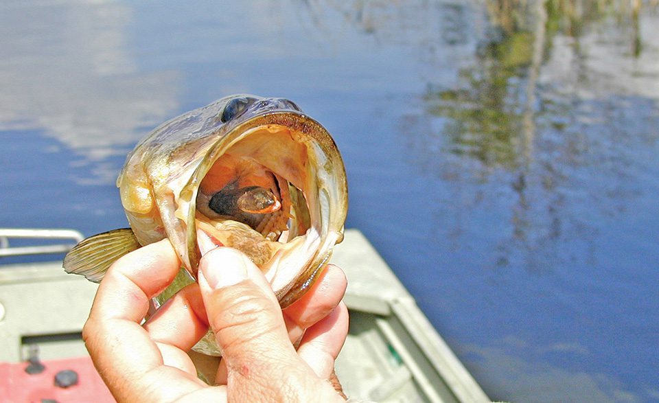 What Won t A Bass Eat Coastal Angler The Angler Magazine What Won t A Bass Eat Coastal Angler The Angler Magazine