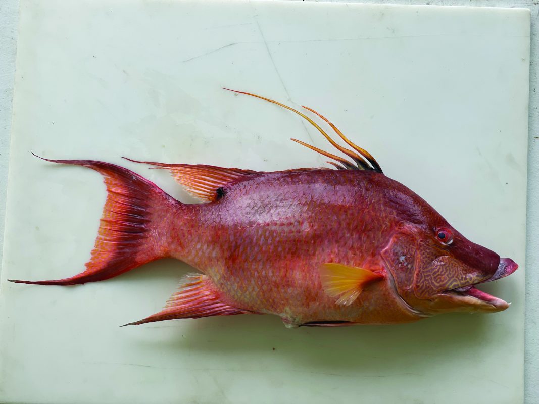 Everything About Hogfish, Not to Be Confused With The Mythical Hog ...