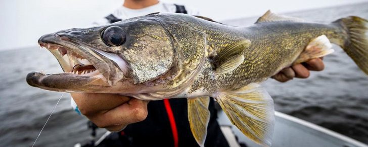 How To Catch And Cook Walleyes This June - Coastal Angler & The Angler ...