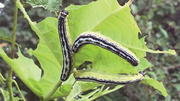 Fishing With Catalpa Worms – Do They Actually Work? - Coastal Angler ...