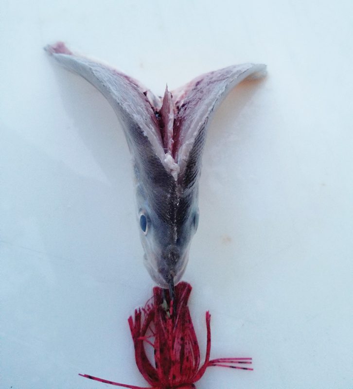 Bring The Dead (Bait) Back To Life - Coastal Angler & The Angler Magazine