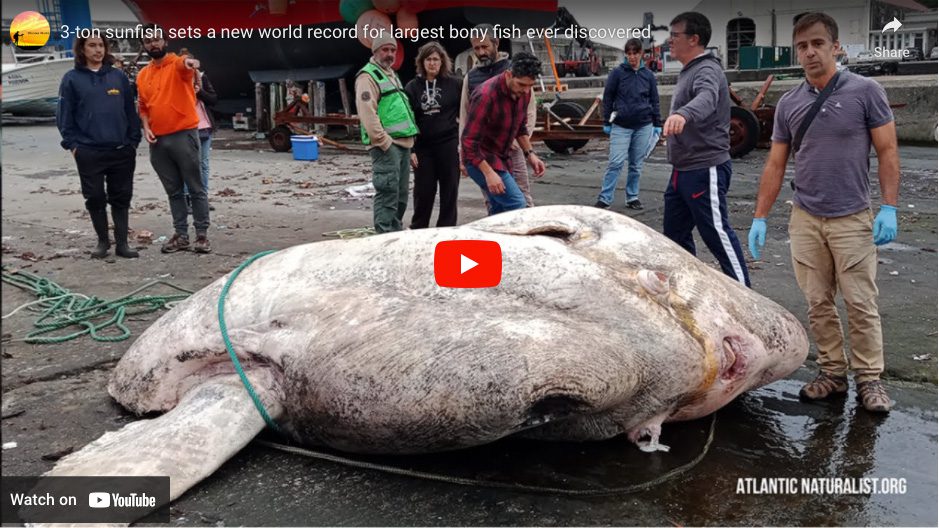 3-Ton Sunfish Sets New World Record For Largest Bony Fish Ever Discovered - Coastal Angler & The ...