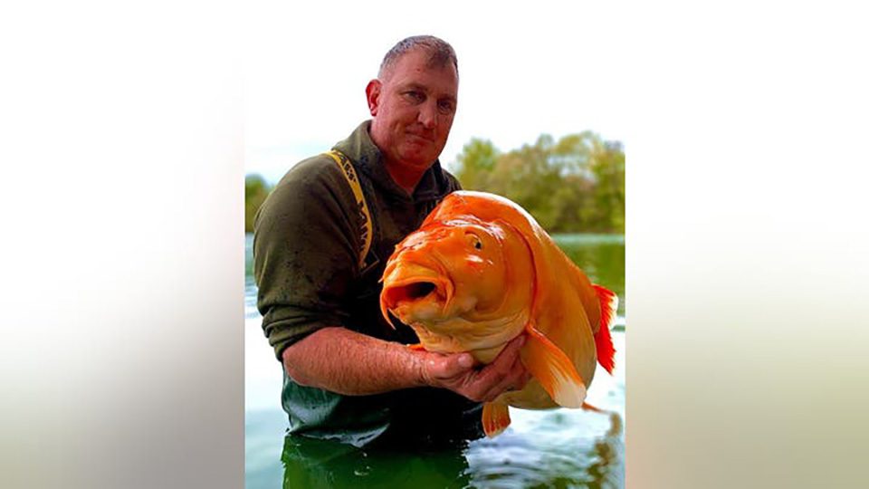 Angler Catches World’s Largest Goldfish Named ‘The Carrot’ - Coastal ...