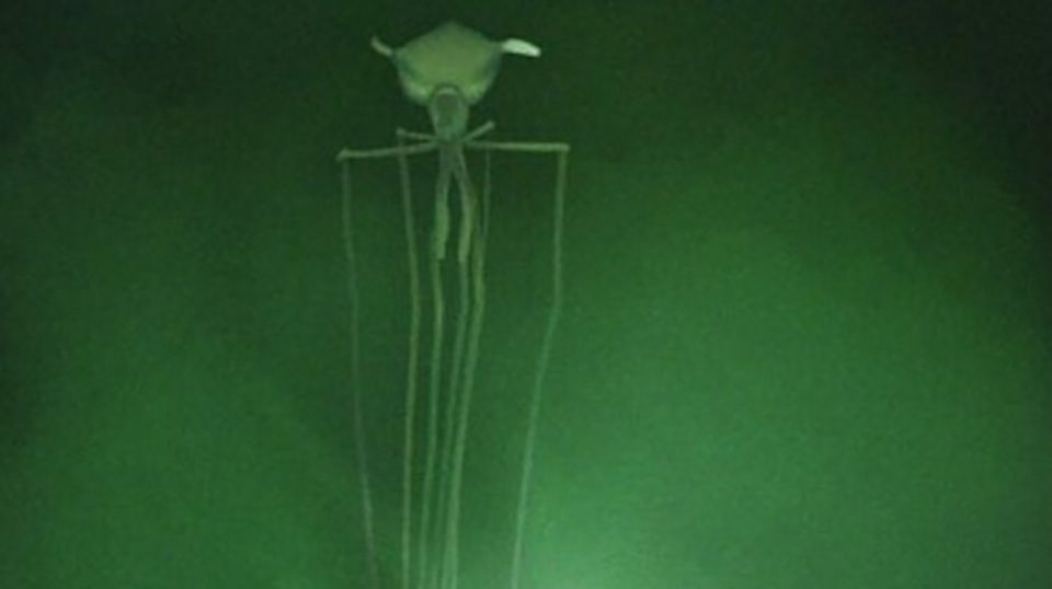 The Elusive Big-Fin Squid - Coastal Angler & The Angler Magazine