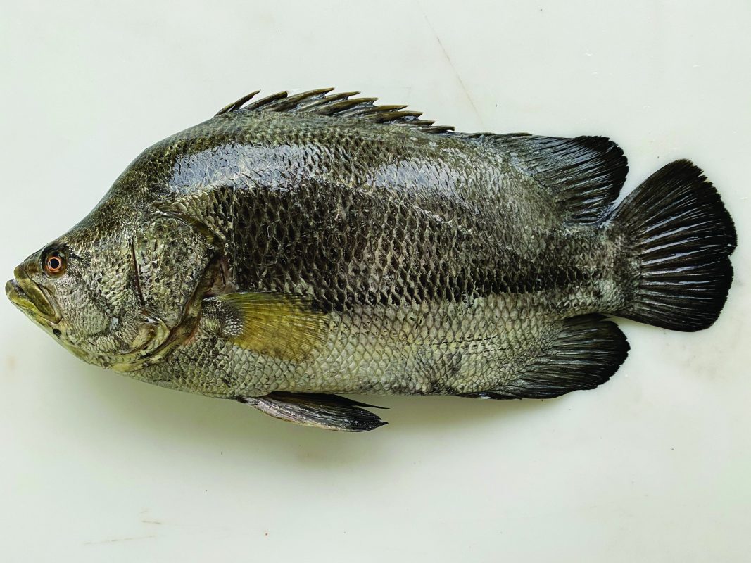 A Tale of Tails: The Atlantic Tripletail - Coastal Angler & The Angler ...