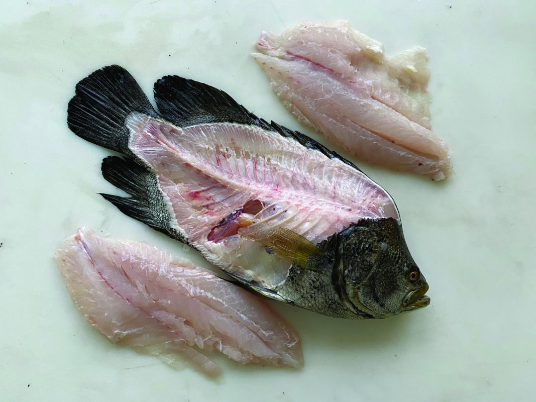 A Tale of Tails: The Atlantic Tripletail - Coastal Angler & The Angler ...