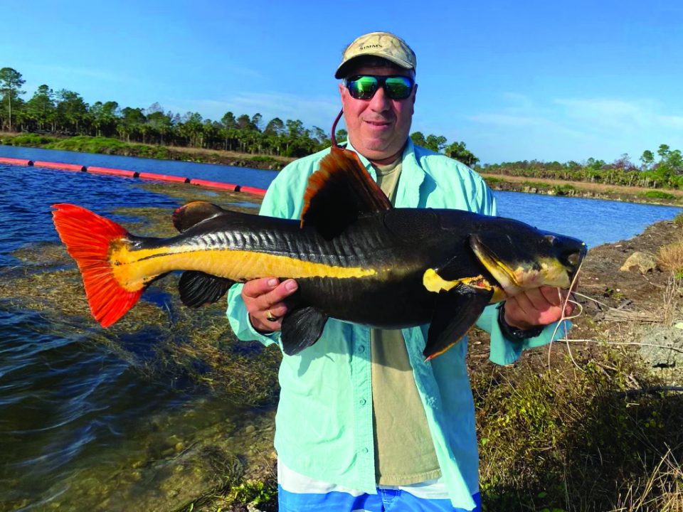 Jim Bryan caught this red-tail catfish in the Everglades. - Coastal ...