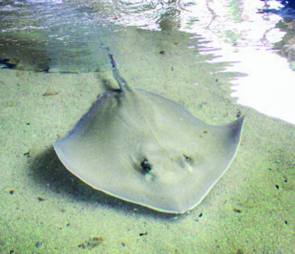 Chasing Rays - Coastal Angler & The Angler Magazine