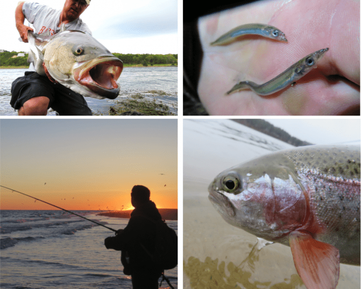 Sandeels - Coastal Angler & The Angler Magazine