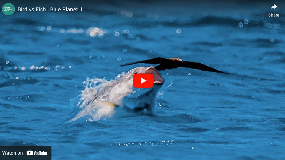 Watch Giant Trevally Hammering Birds - Coastal Angler & The Angler Magazine