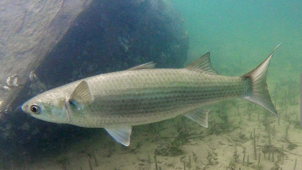 Mullet Friends - Coastal Angler & The Angler Magazine