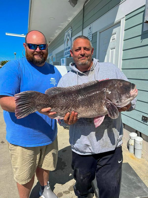State Record Blackfish Caught Off Delaware - Coastal Angler & The ...