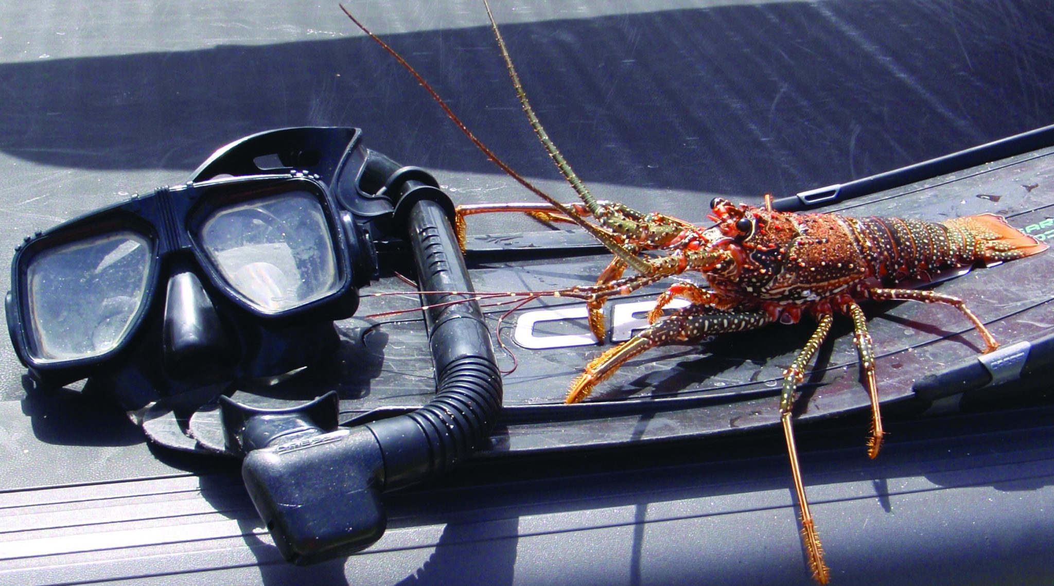 “Lobstermania” Breaks Out - Coastal Angler & The Angler Magazine