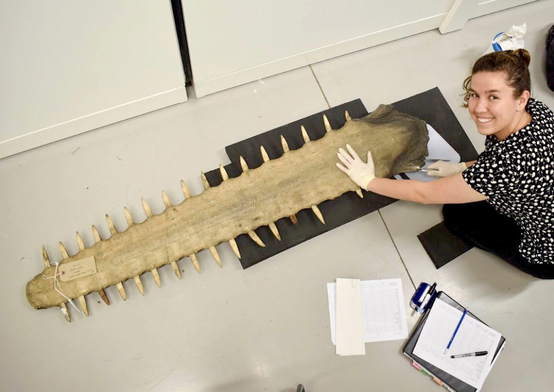 SAWFISH NEWS - Coastal Angler & The Angler Magazine
