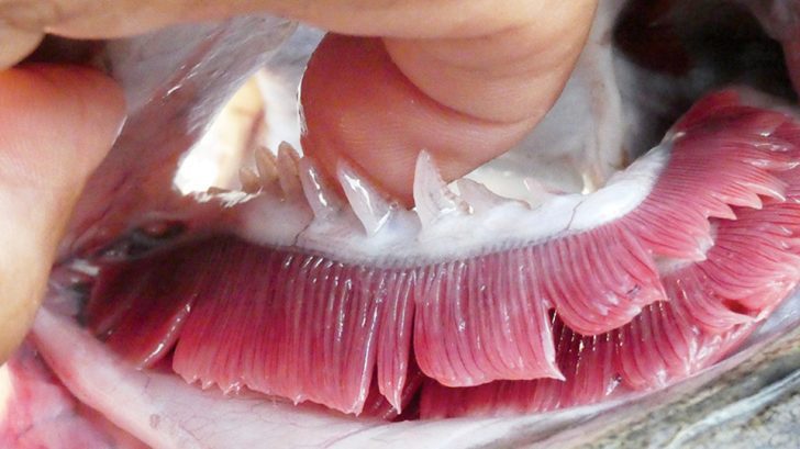 Holding A Fish By The Gill Plate – Right Or Wrong? - Coastal Angler ...