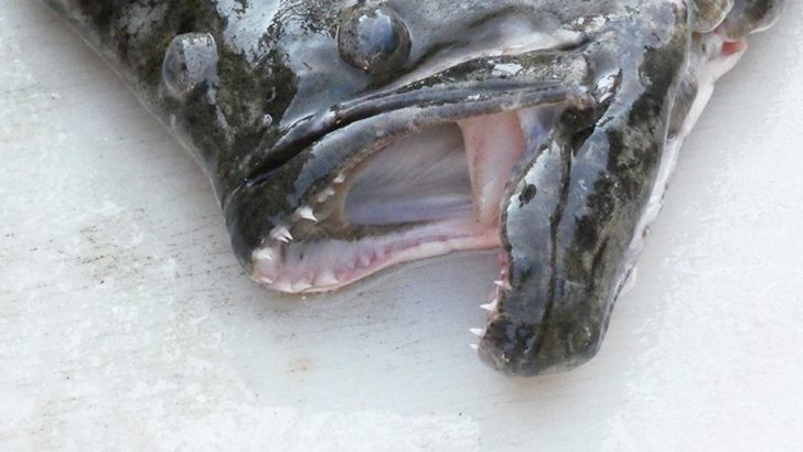 Holding A Fish By The Gill Plate – Right Or Wrong? - Coastal Angler ...