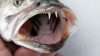 Holding A Fish By The Gill Plate – Right Or Wrong? - Coastal Angler ...