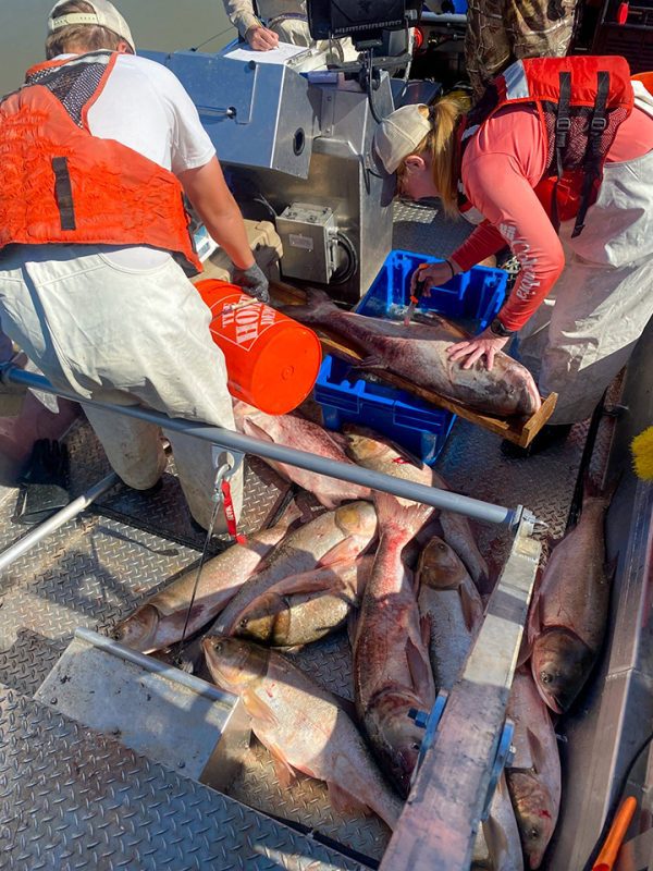 “Fishdozer” Unleashed On Invasive Carp - Coastal Angler & The Angler ...