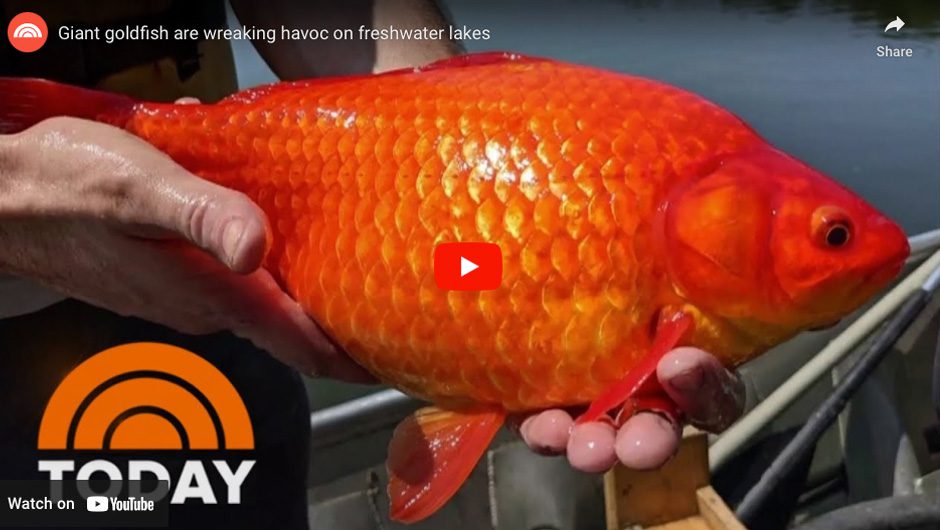 Giant Goldfish Are Wreaking Havoc On Freshwater Lakes - Coastal Angler ...