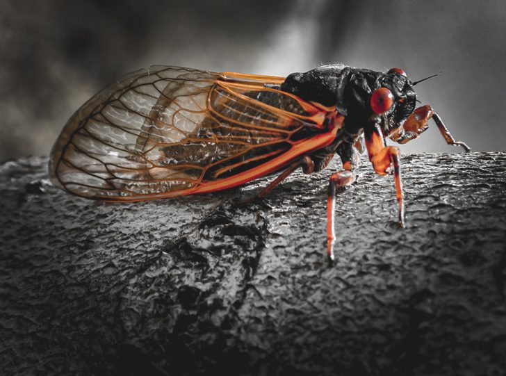 Fishing the 2024 Cicada Emergence - Coastal Angler & The Angler Magazine