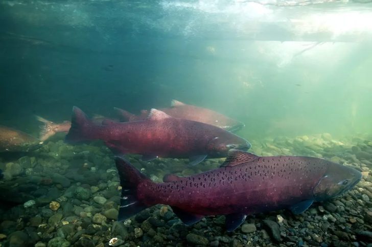 The Tug of Pacific Salmon - Coastal Angler & The Angler Magazine