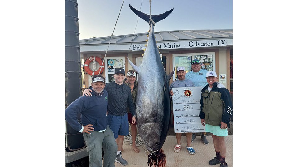 Giant Bluefin Tuna Record