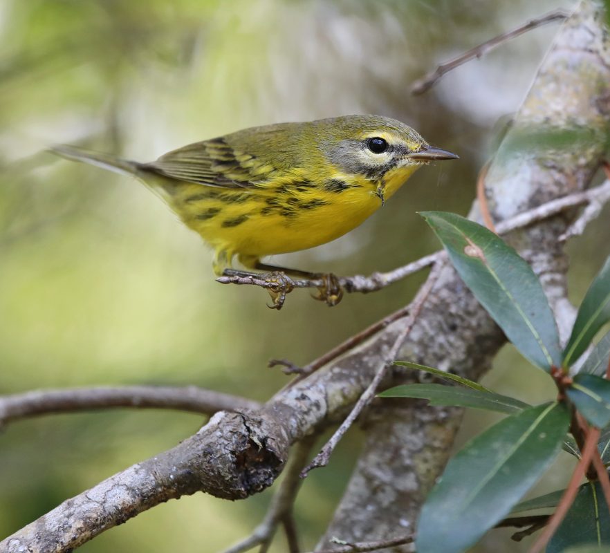 Species Spotlight: Prairie Warbler By: Wes Tallyn - Coastal Angler ...