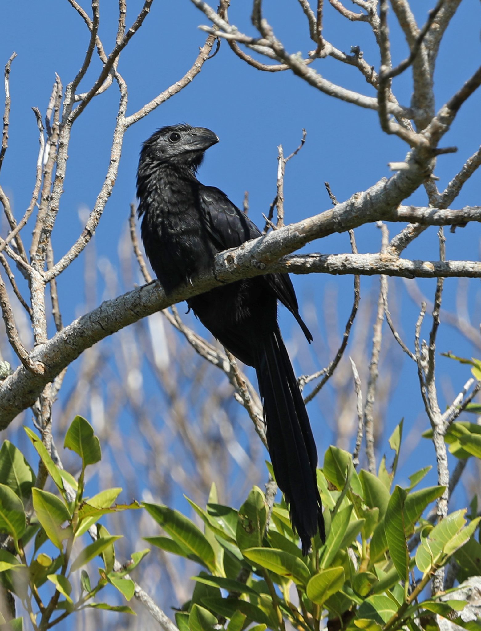 Species Spotlight: Groove-billed Ani By: Wes Tallyn - Coastal Angler ...