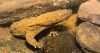 Eastern Hellbender Could Be Listed as Endangered Nationwide; Public ...